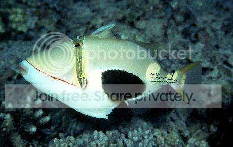 Fish of the Day: Bursa Triggerfish | Reef2Reef