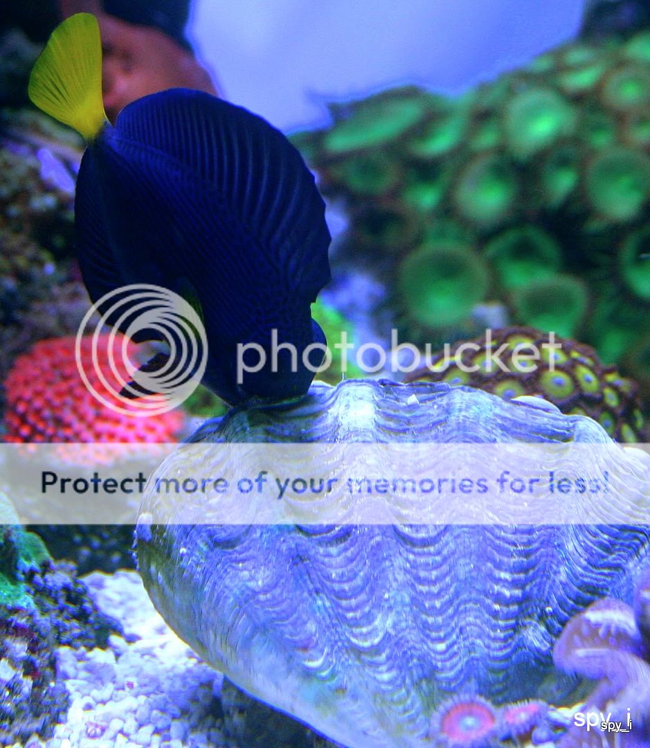 Maxima clam eat my Picasso female | Reef2Reef