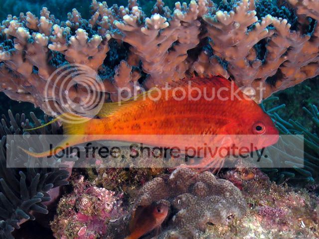 Saltwater Fish of the Day: Lyretail Hawkfish | Reef2Reef