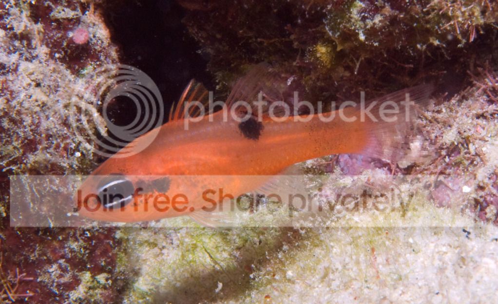 Fish of the Day: Flamefish Cardinalfish | Reef2Reef