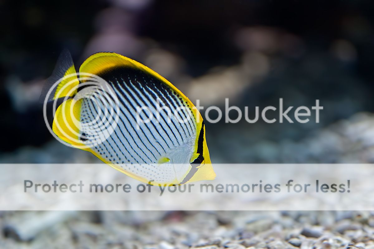 Saltwater Fish of the Day: Blackback Butterflyfish | Reef2Reef