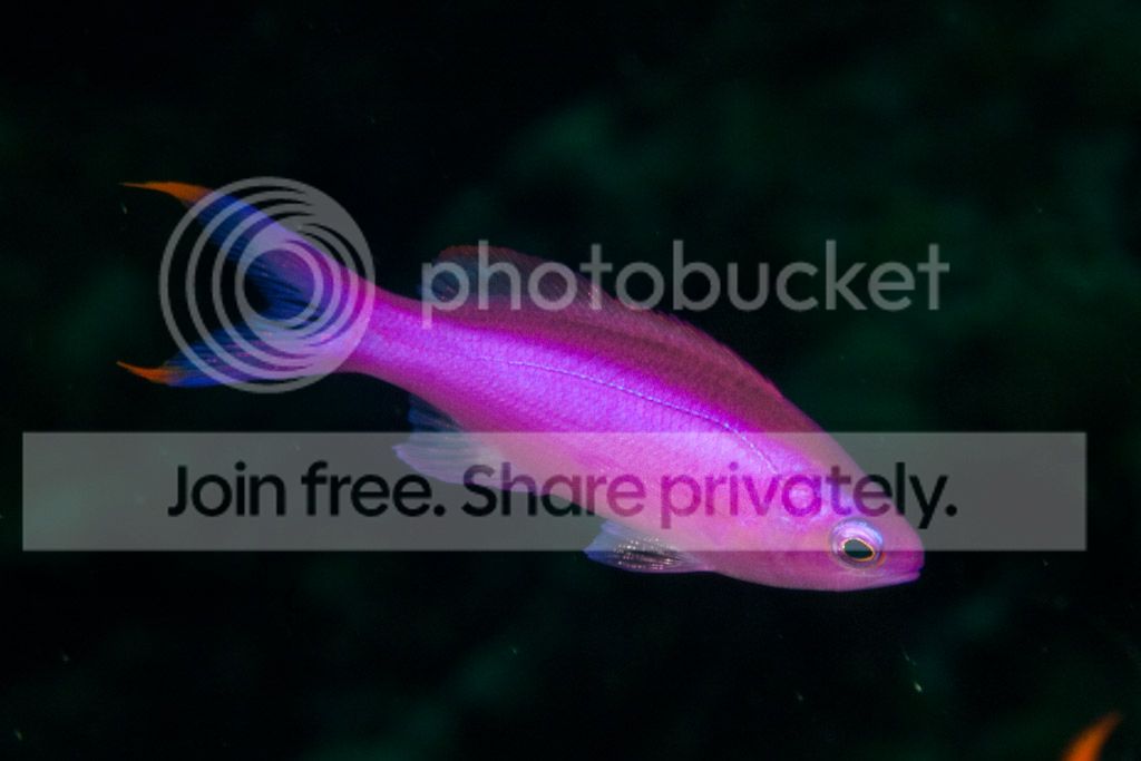 Saltwater Fish of the Day: Purple Queen Anthias | Reef2Reef