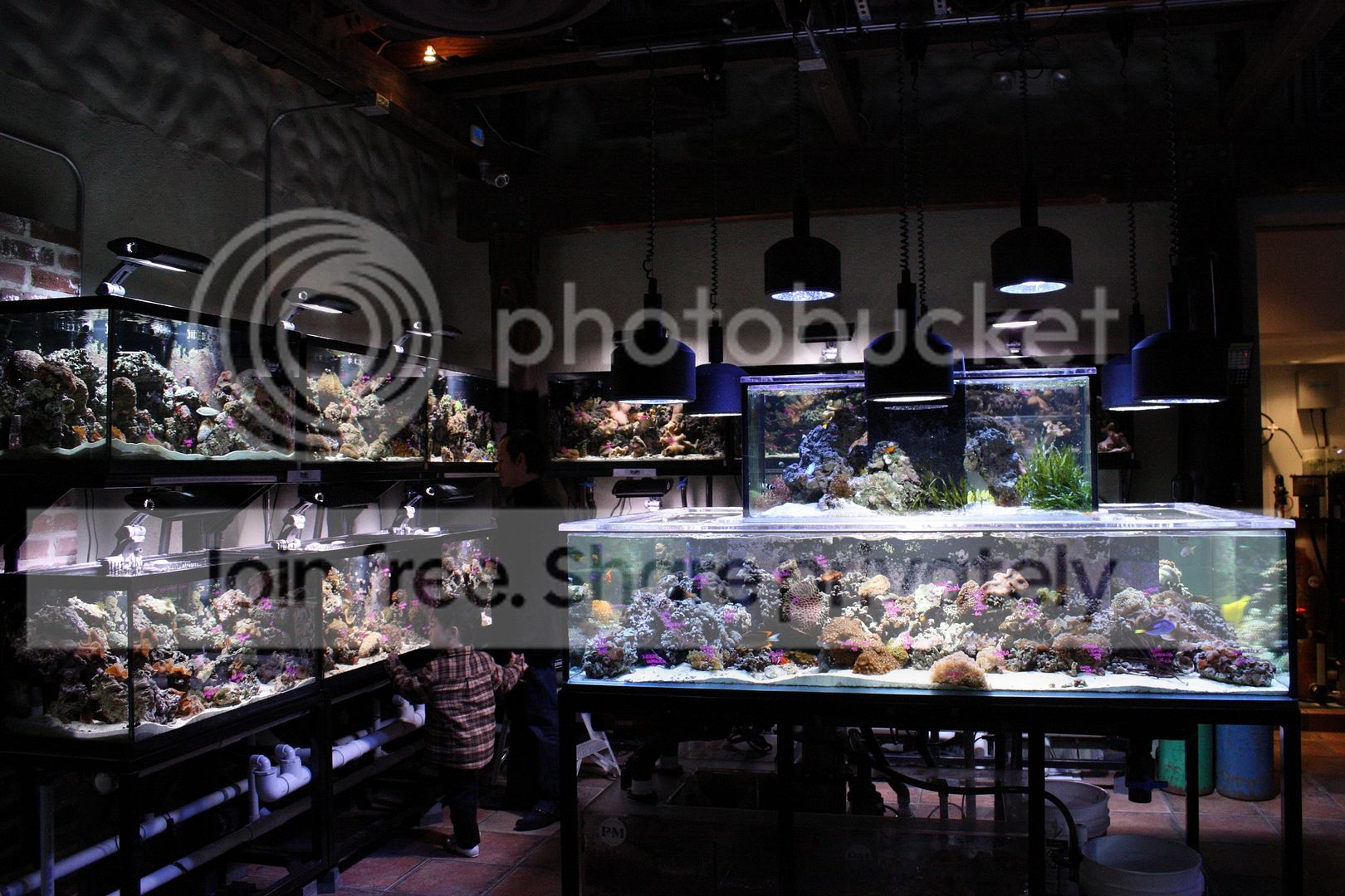 How to choose a LFS (Local Fish Store): By Quartapound | Reef2Reef