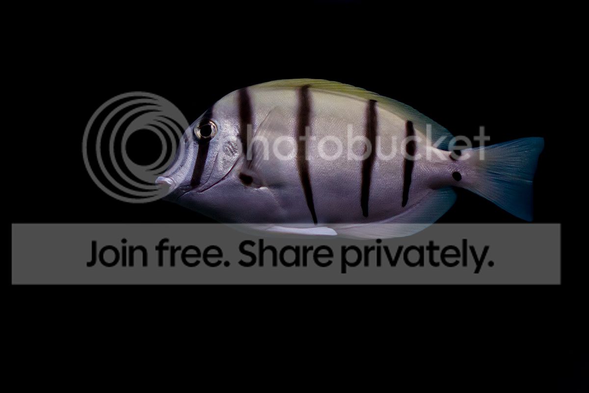 Saltwater Fish of the Day: Convict Surgeonfish | Reef2Reef