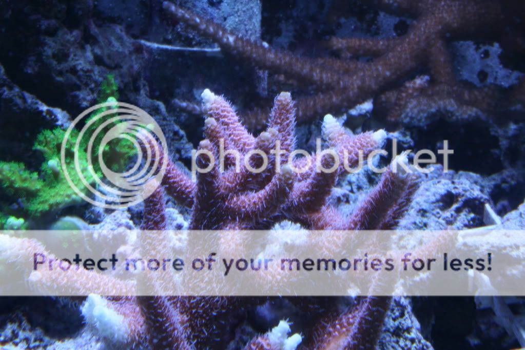 SPS Spotlight: Rose Millepora | Reef2Reef
