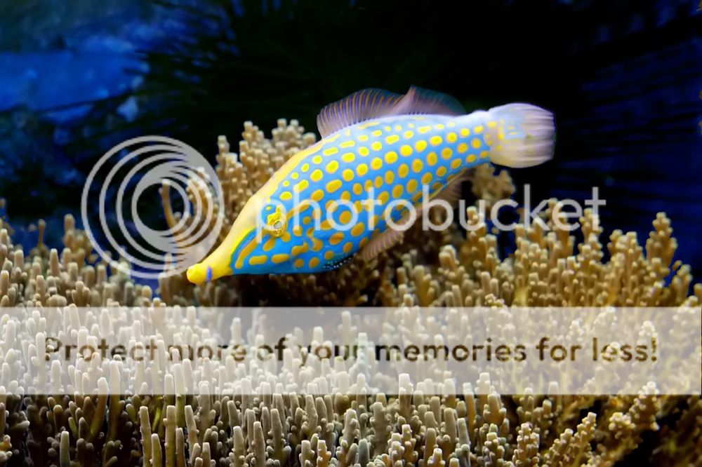 Fish of the Day: Orangespotted Filefish | Reef2Reef