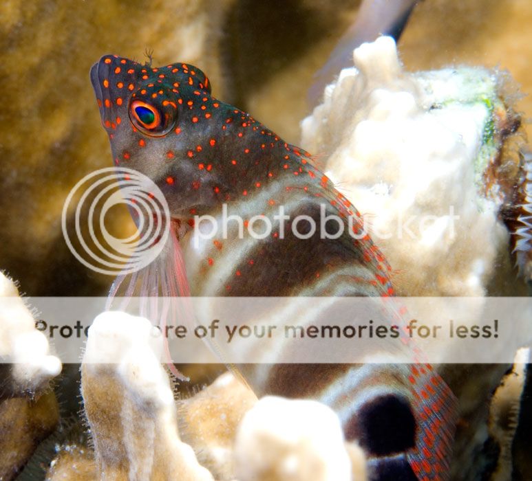 Saltwater Fish of the Day: Redspotted Hawkfish | Reef2Reef