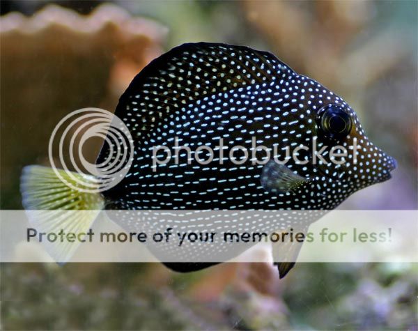 Saltwater Fish of the Day: Gem Tang | REEF2REEF Saltwater and Reef ...