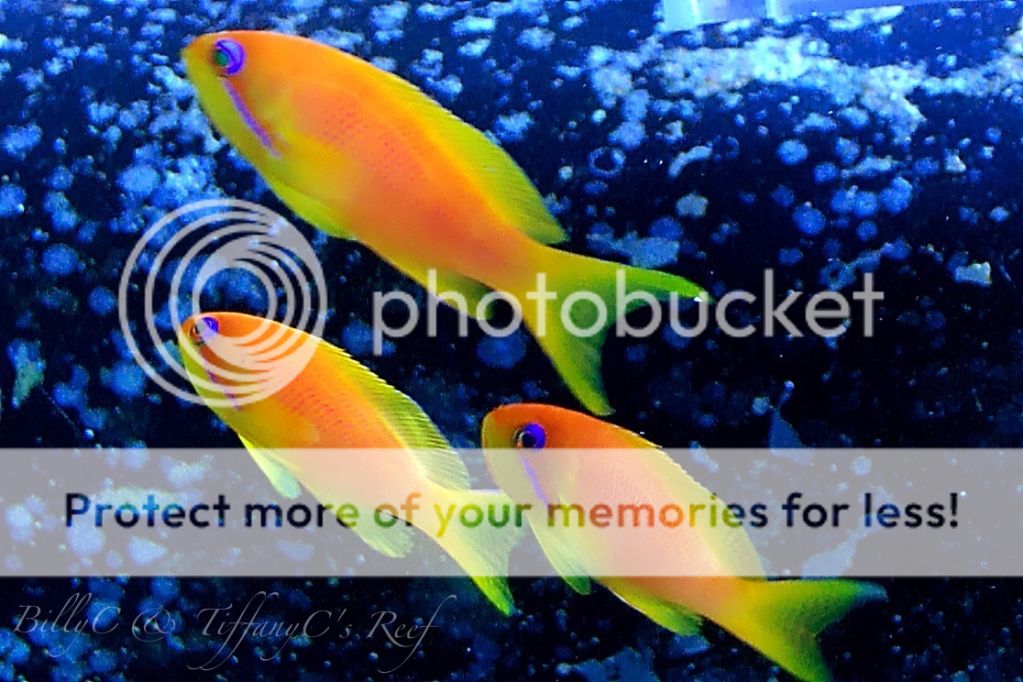 Saltwater Fish of the Day: Lyretail Anthias | Reef2Reef