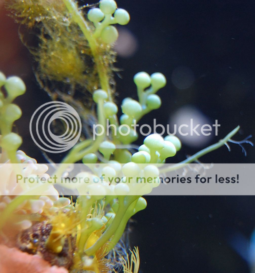 A Simple Guide To Common Problematic Algae And The Means To Control It ...