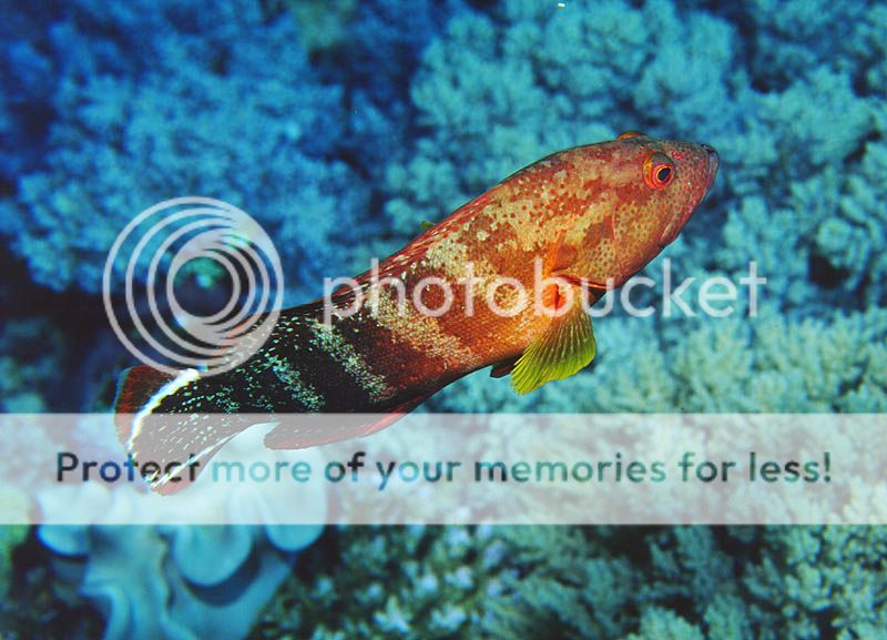 Saltwater Fish of the Day: Flagtail Grouper | Reef2Reef