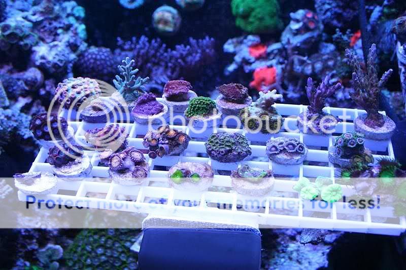 Equipment of the Week: Frag Racks | Reef2Reef