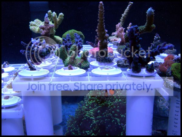 Equipment of the Week: Frag Racks | Reef2Reef