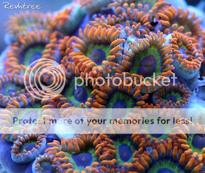 Reef Aquarium Fact #296 Coral polyps are actually translucent animals ...