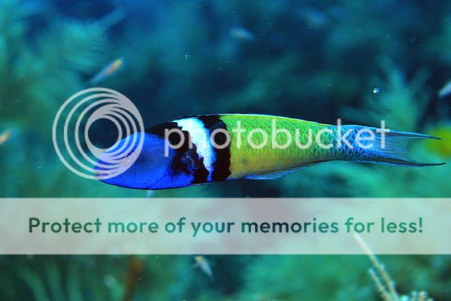Saltwater Fish of the Day: Bluehead Wrasse | Reef2Reef