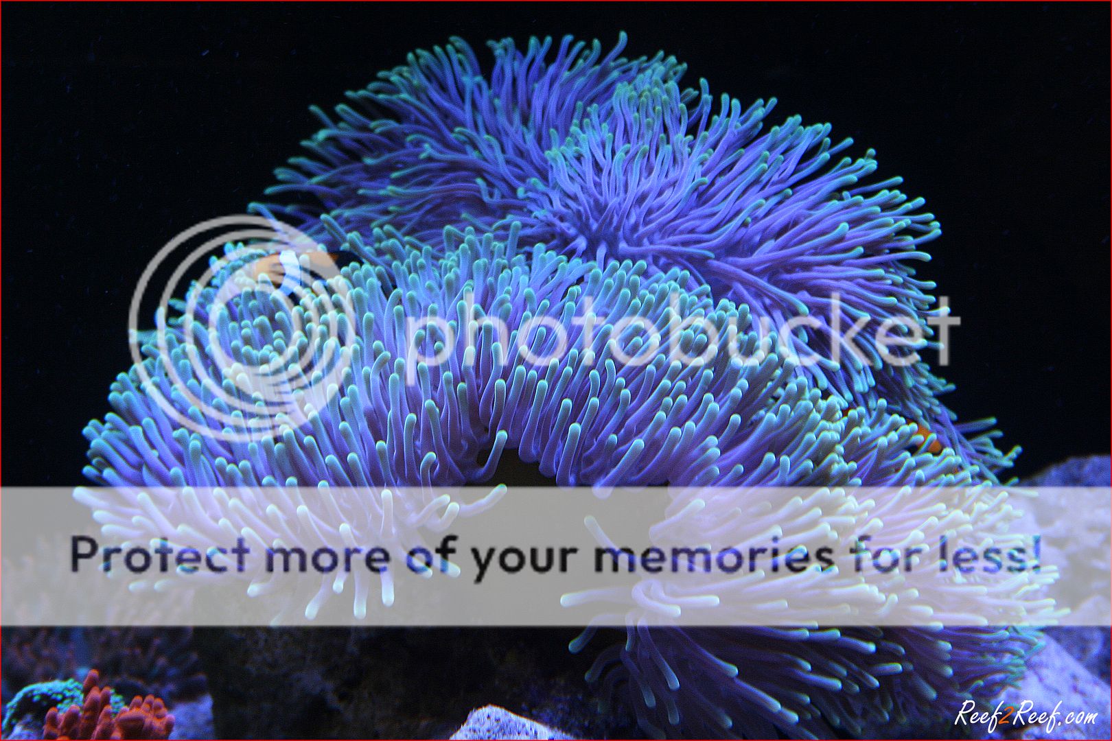 My Heteractis Magnifica (Ritteri Anemone) Journey | Page 2 | Reef2Reef