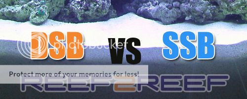 Pros vs Cons: Deep Sand Bed vs Shallow Sand Bed | Reef2Reef