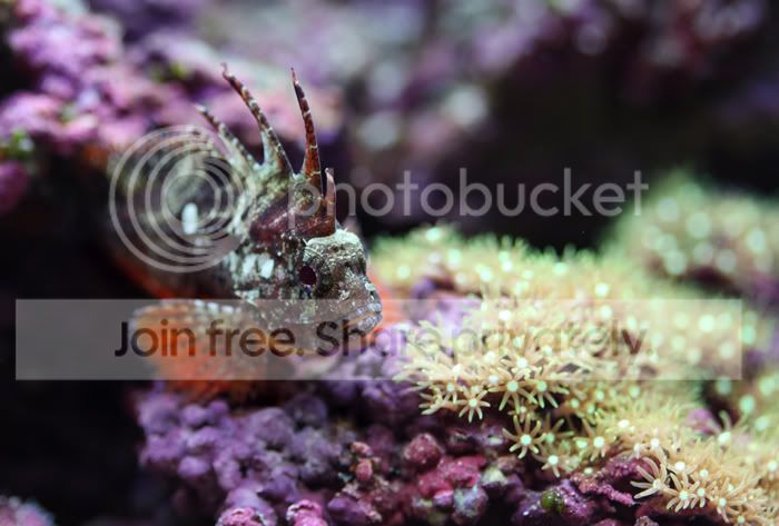 Saltwater Fish of the Day: Red Fin Waspfish | Reef2Reef