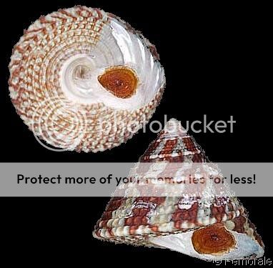 Mobile Invert spotlight: Banded Trochus Snail | Reef2Reef