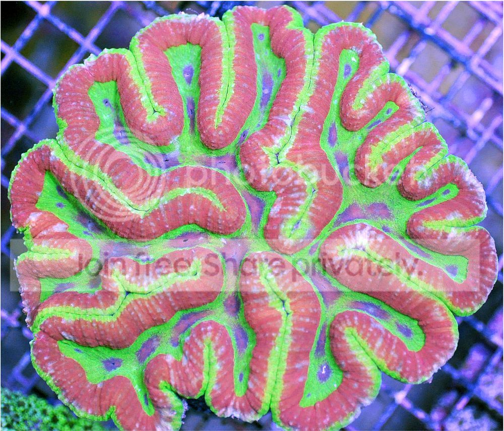 LPS Spotlight Coral: Symphyllia Brain Coral | Reef2Reef