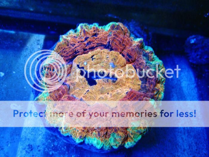 LPS Spotlight: Doughnut Coral | Reef2Reef