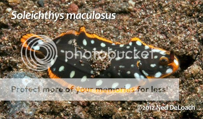 Baby fish mimics flatworm | Reef2Reef