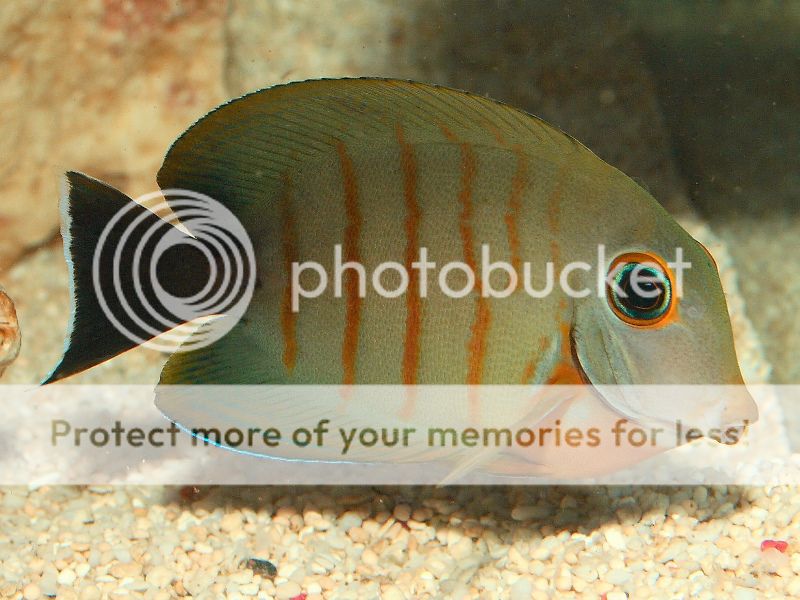 Saltwater Fish of the Day: Indian Mimic Suregeonfish | Reef2Reef