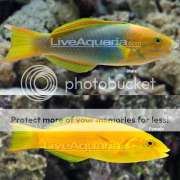 Fish of the Day: Banana Wrasse | Reef2Reef