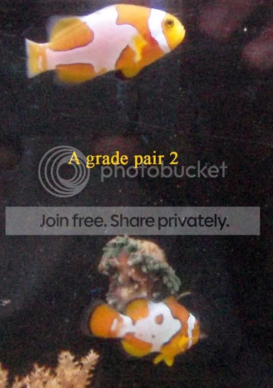 Picasso's and SnowFlakes clownfish club... | Reef2Reef