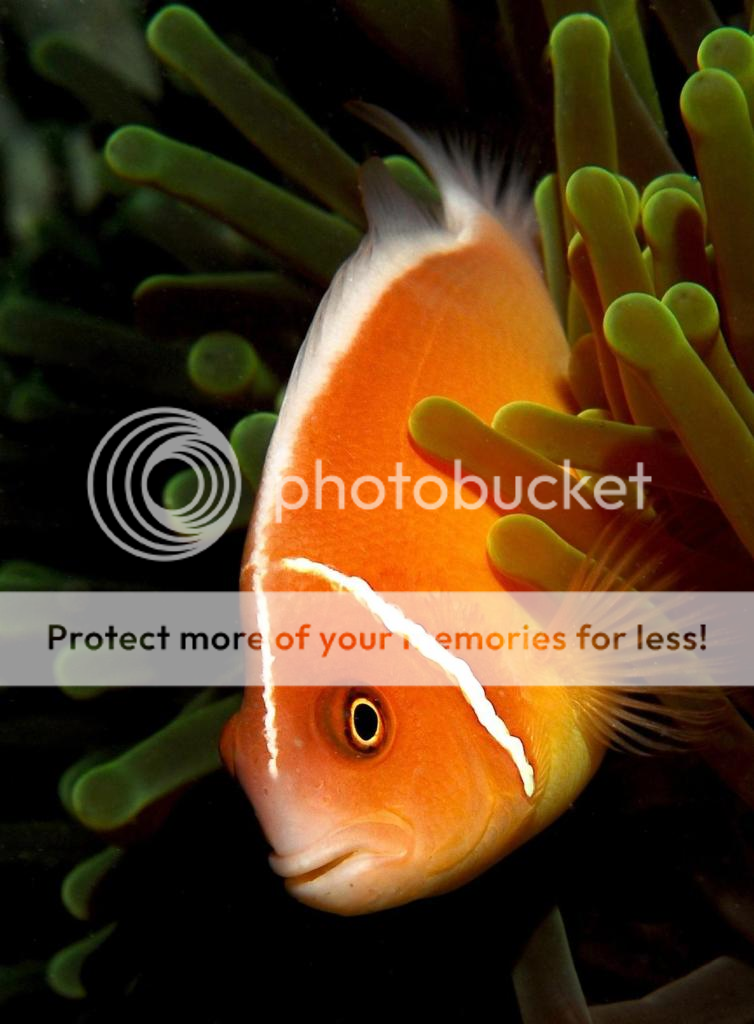 Saltwater Fish of the Day: Pink skunk clownfish | Reef2Reef