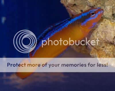 Fish of the Day: Arabian Blue Lined Dottyback / Pseudochromis ...