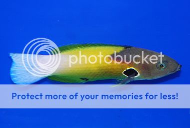 Fish of the Day: Allenâ€™s Wrasse, Allenâ€™s Tubelip Wrasse / Labropsis ...