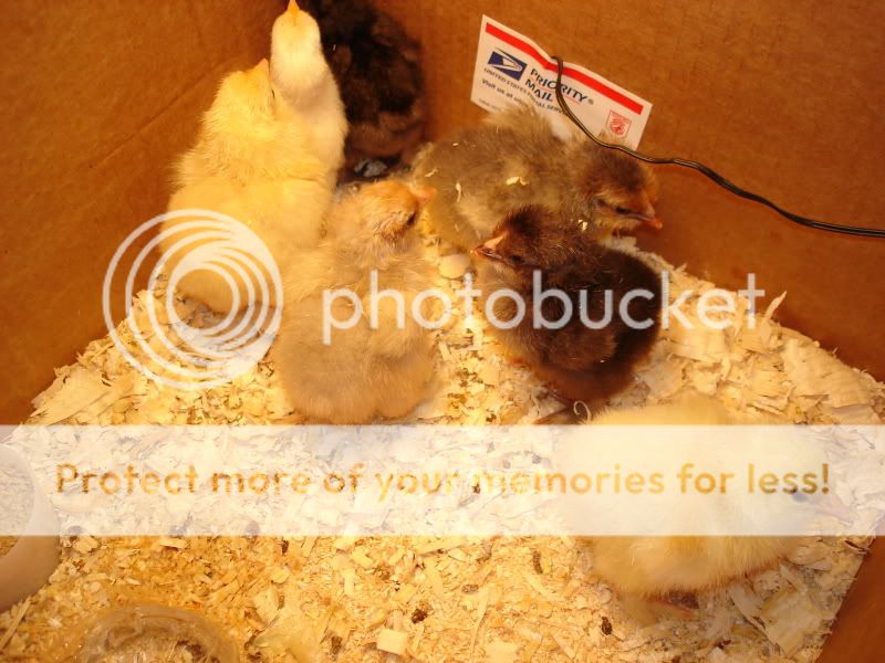 standard lemon blue cochin hatch! (pics) | BackYard Chickens - Learn ...