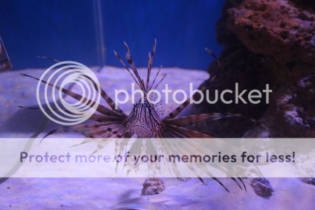 90 Gallon FOWLR Lionfish | REEF2REEF Saltwater and Reef Aquarium Forum