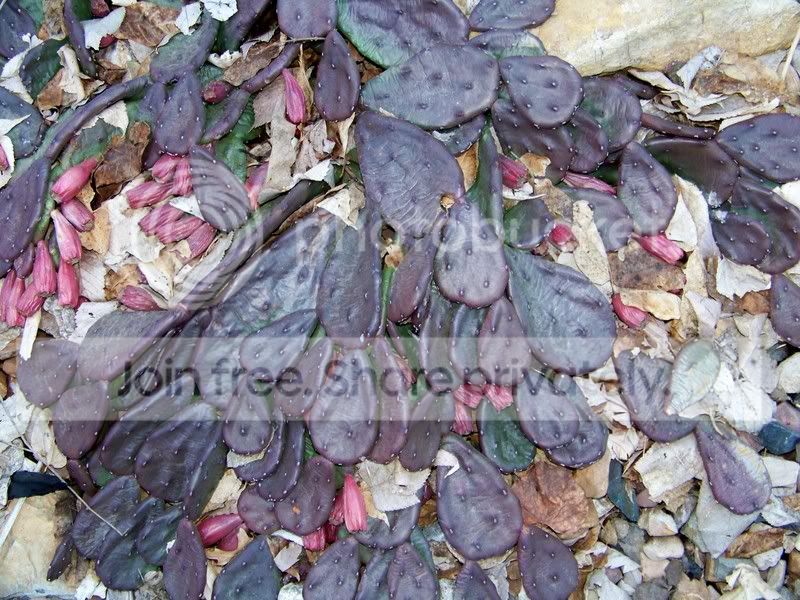Bills cactus - Page 3 - CactiGuide.com