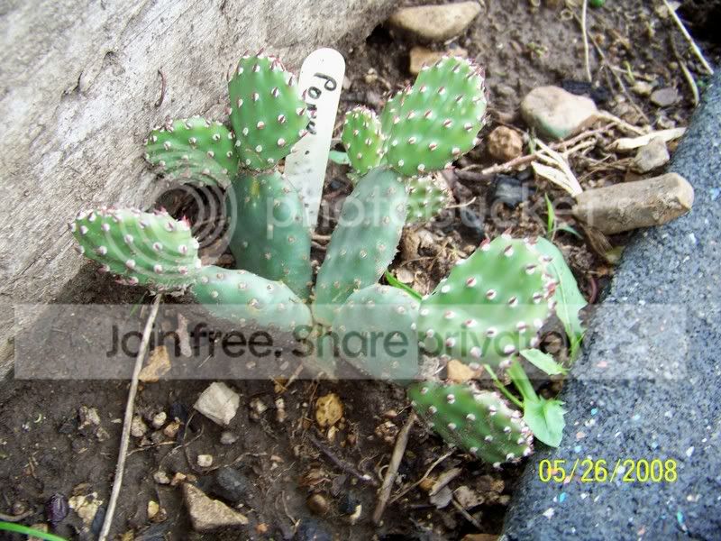 Canadian Cacti - CactiGuide.com
