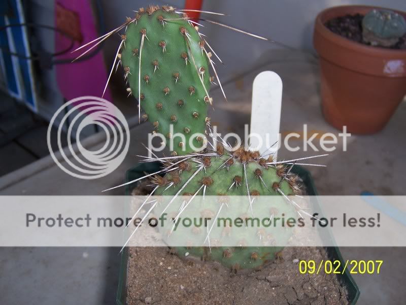 Holiday Cactus Trip - CactiGuide.com