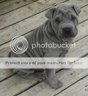 View topic - ~*Lost*~ Stray Dog RP! (Accepting) - Chicken Smoothie