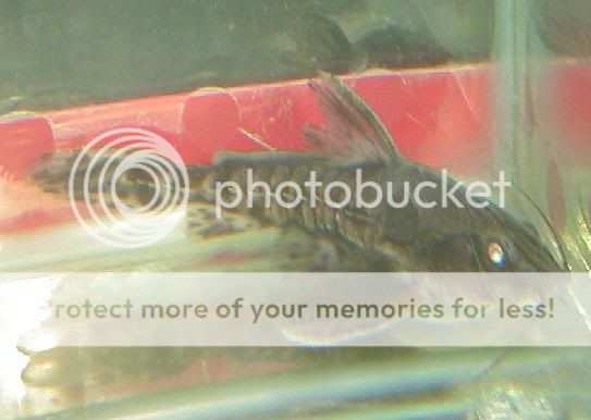 My Male Irwini Catfish | MonsterFishKeepers.com