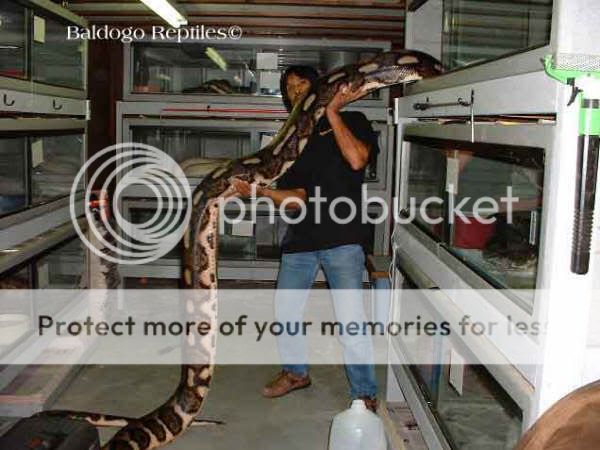 Slangenforum - Toon onderwerp - terrarium voor tijgerpython vraagje