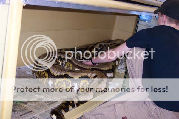 Slangenforum - Toon onderwerp - terrarium voor tijgerpython vraagje