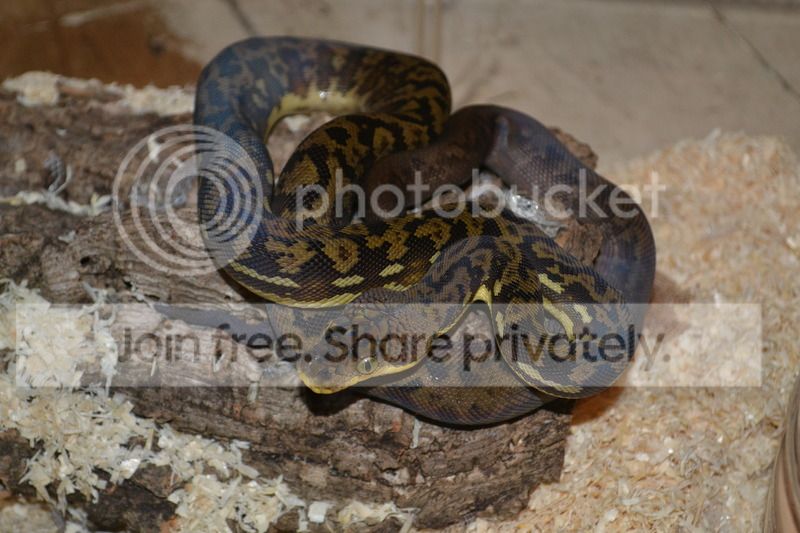 CB15 Timor (Lesser Sundas) Python - Malayopython timoriensis | Reptile ...