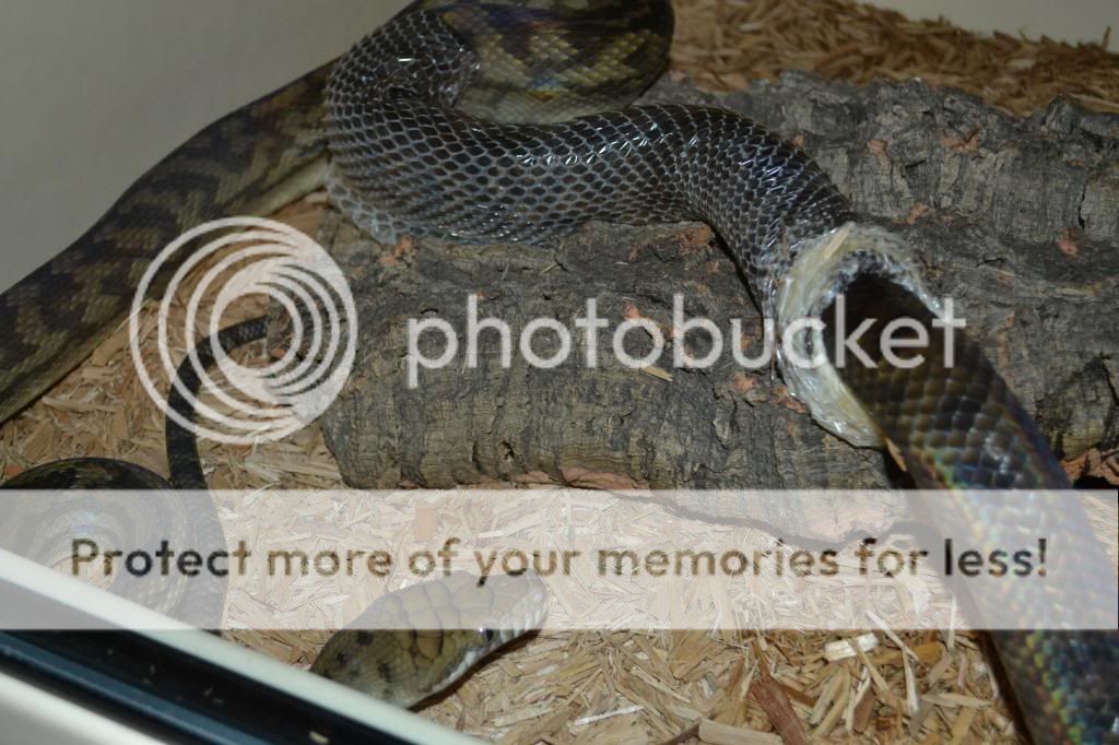 1.1 Merauke Scrub Pythons | Reptile Forums