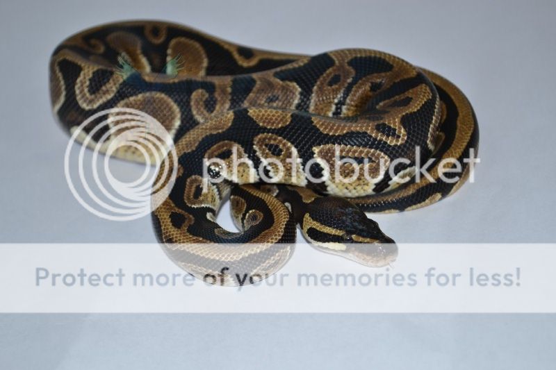 SW England - Low end Male Royal Pythons | Reptile Forums
