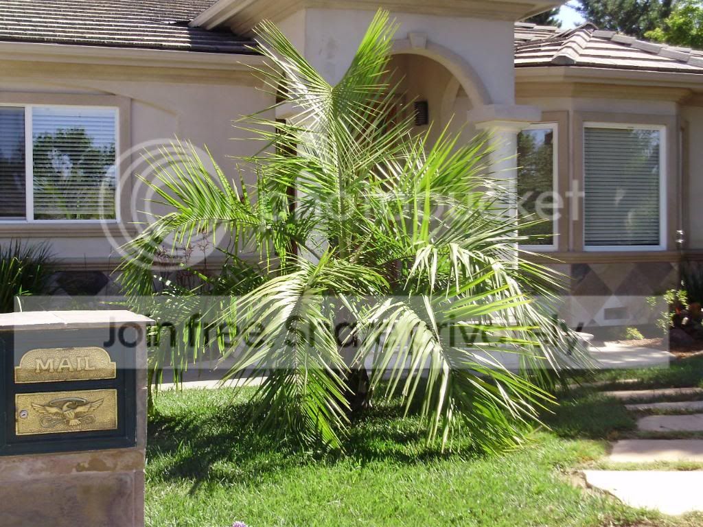 New Butiagrus Installed For My N. Cal. Client - DISCUSSING PALM TREES ...
