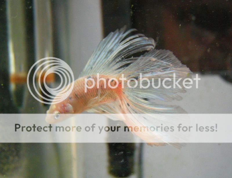 New Halfmoon betta - Cellophane marble? | Betta Fish Forum