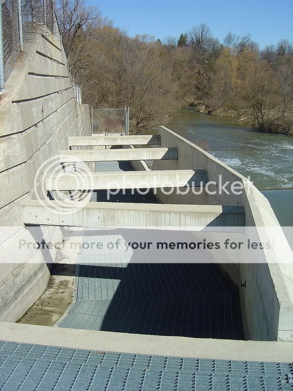 Ringwood Hatchery and Rainbow Fish Lift-- pics - Fishing Forum ...