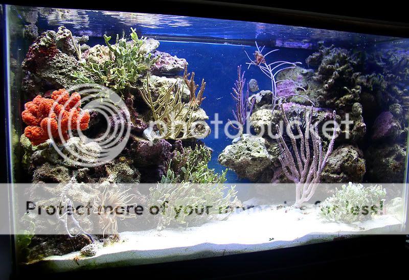 cactus algae - Reef Central Online Community