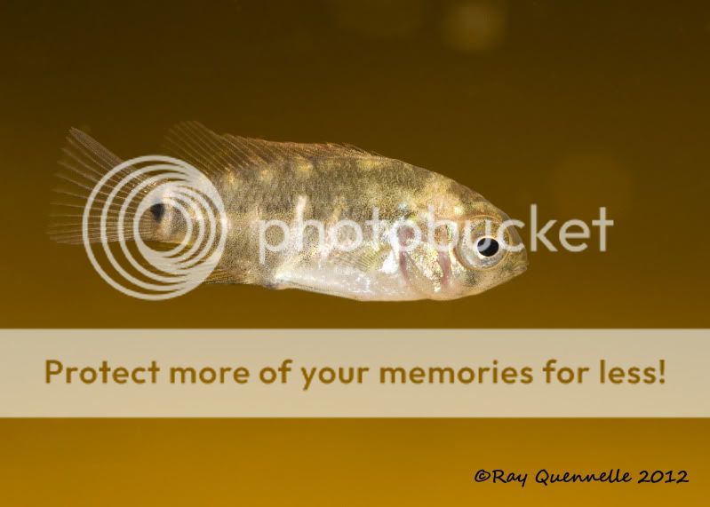 Cichlasoma Dimerus update | Cichlid Fish Forum