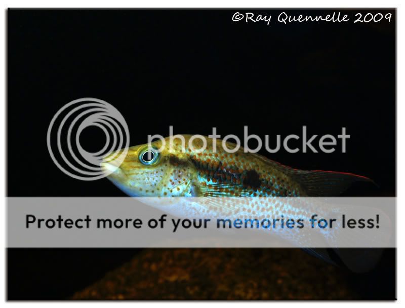 Grammodes | MonsterFishKeepers.com